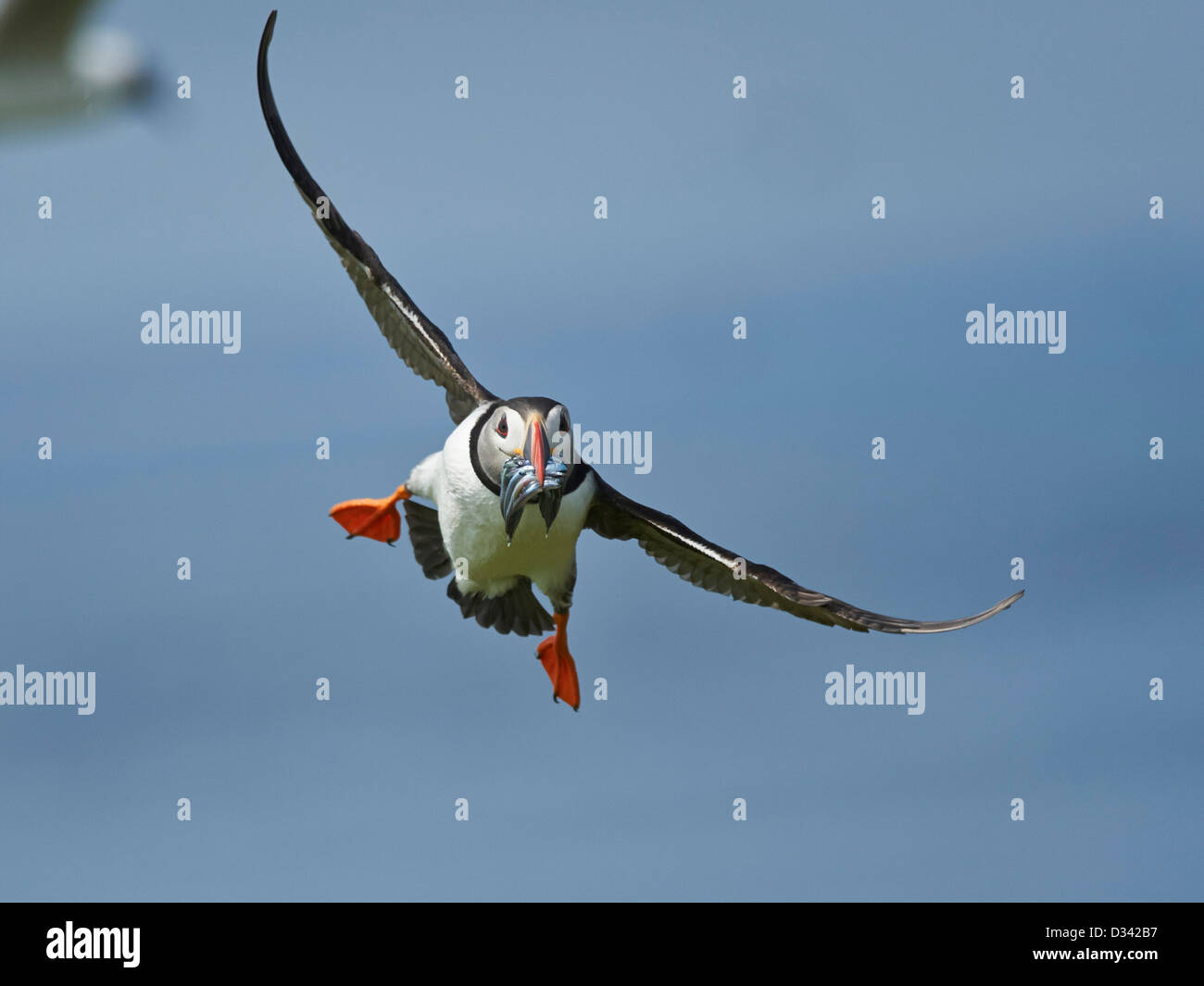 Puffin In Flight High Resolution Stock Photography and Images - Alamy