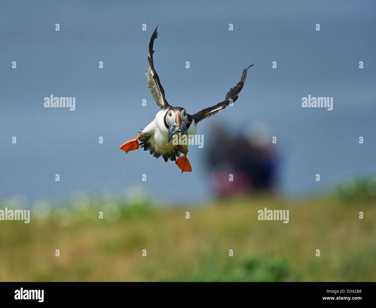 Puffin in flight hi-res stock photography and images - Alamy