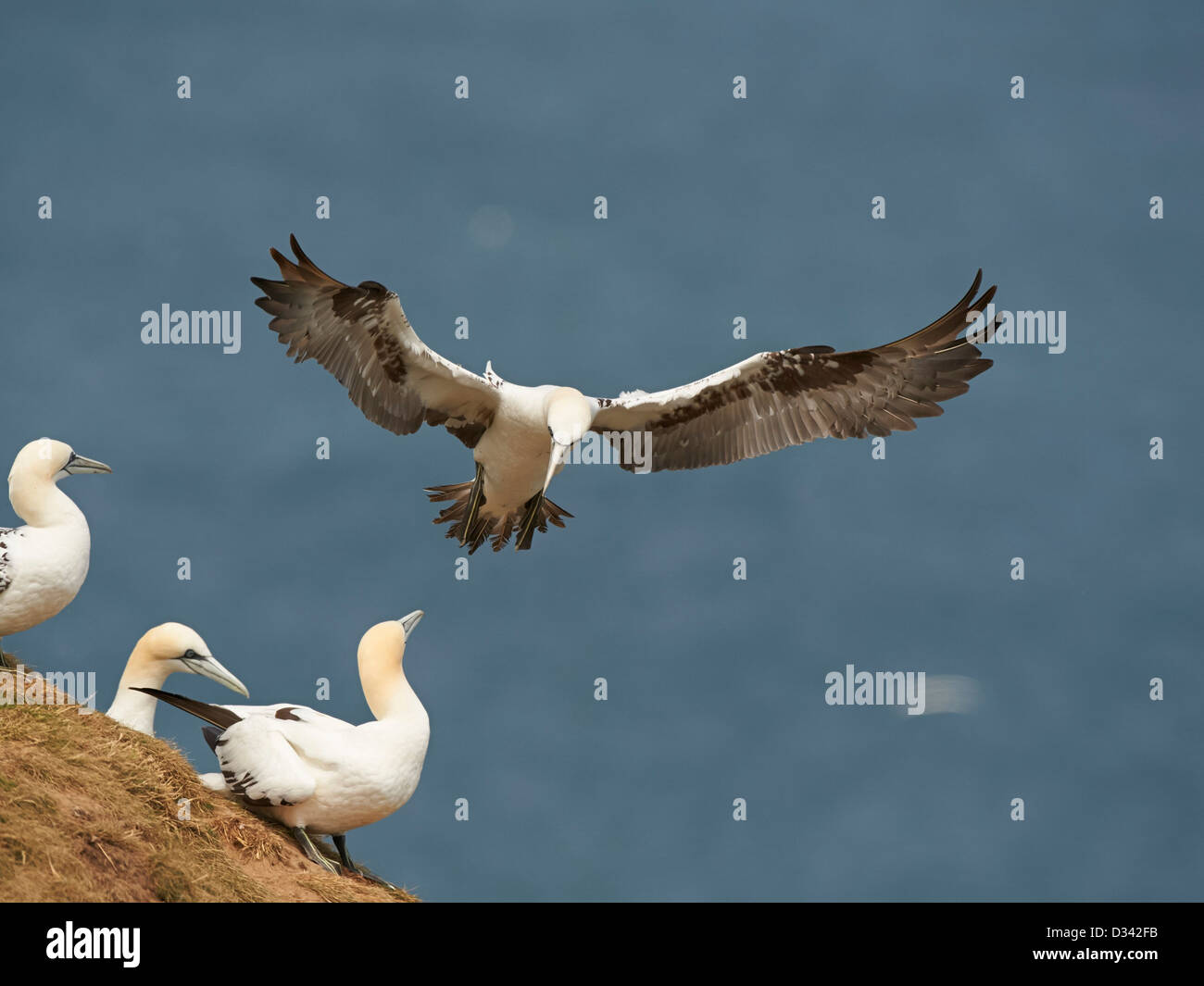 Gannet in flight Stock Photo - Alamy