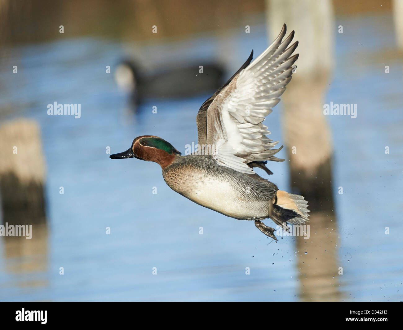 Teal duck flying hi-res stock photography and images - Alamy
