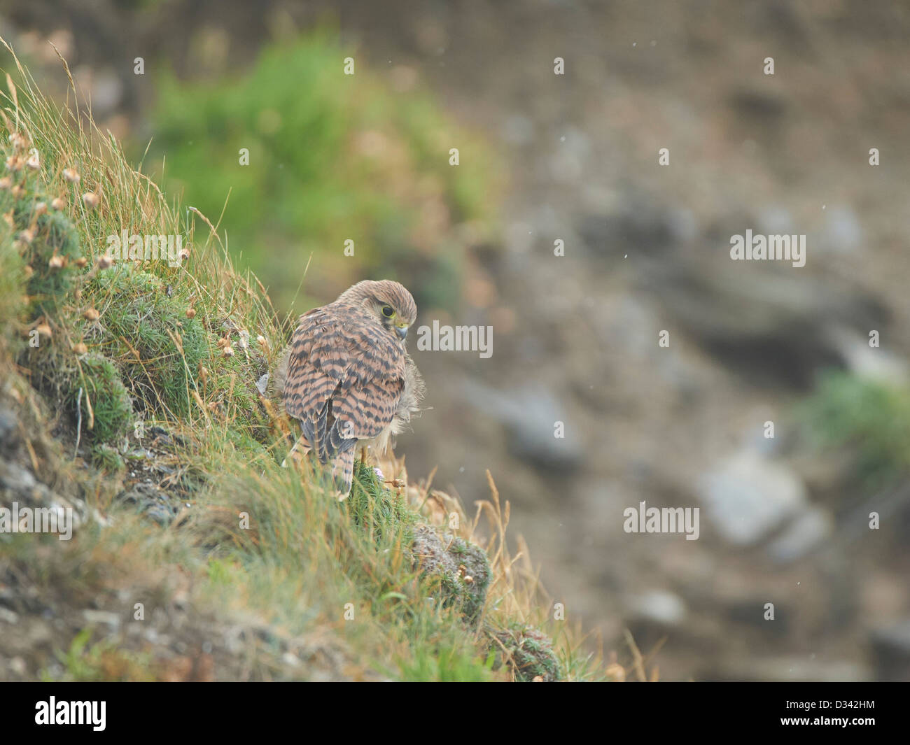 Kestrel sitting on cliff edge Stock Photo - Alamy