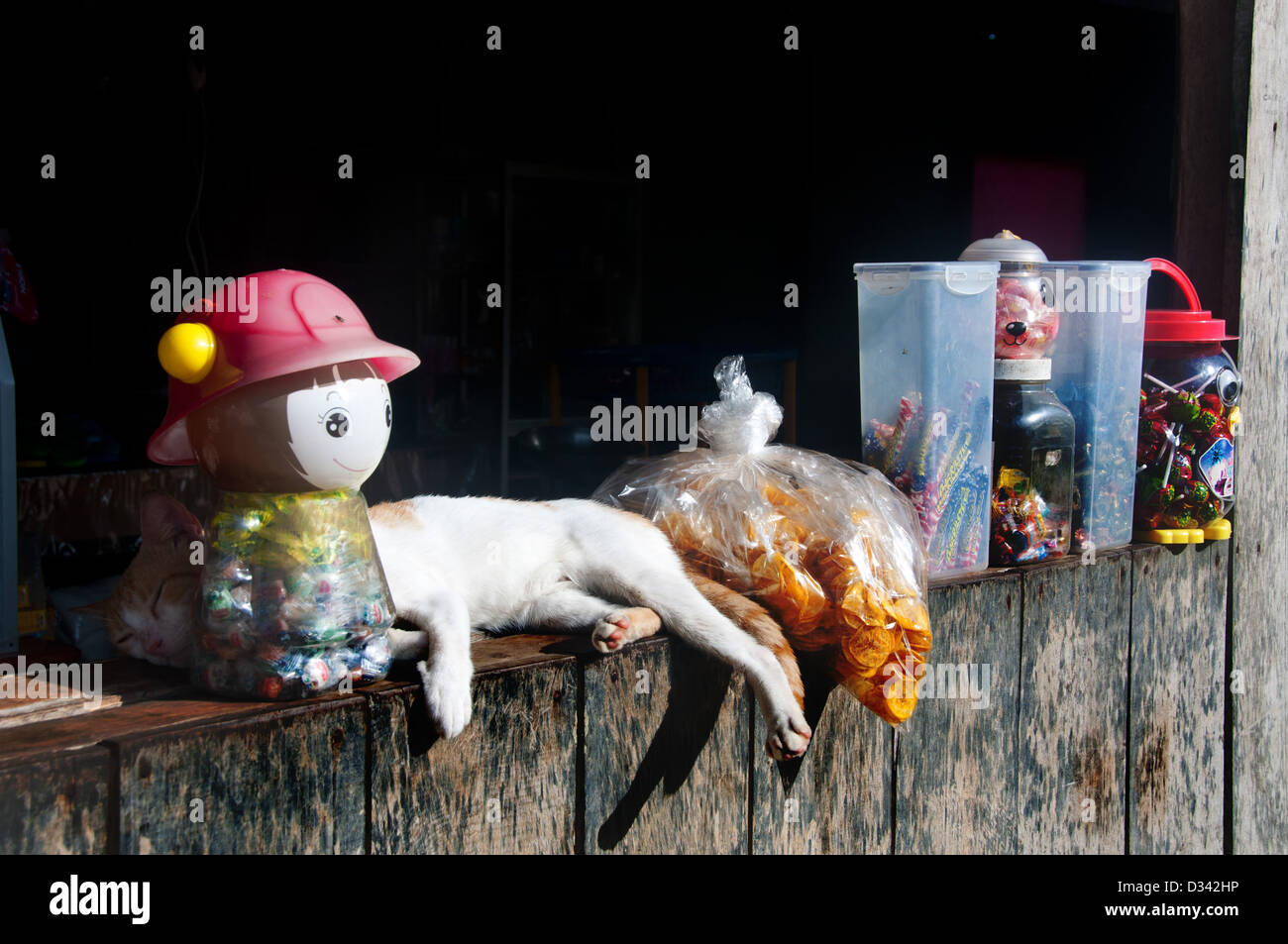 Cat sleeping on the counter of a shop, Colonia Angamos, Amazonian Peru ...