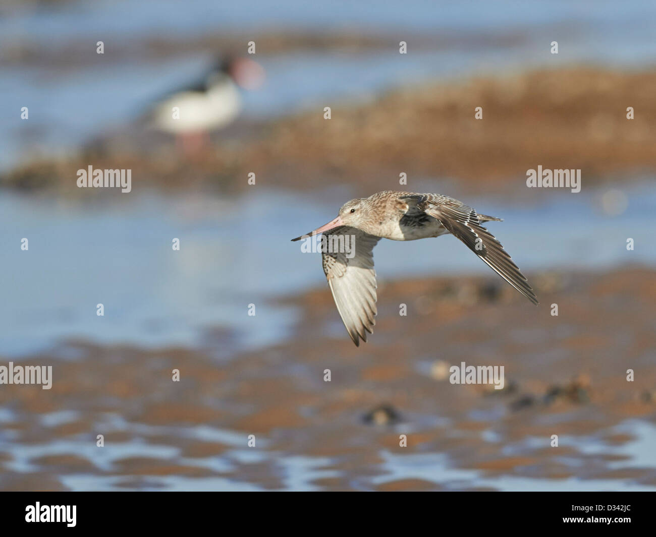 Bar-tailed Godwit in flight Stock Photo - Alamy