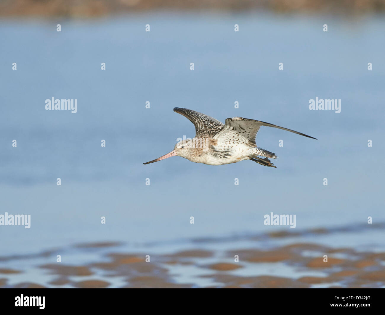 Bar-tailed Godwit in flight Stock Photo - Alamy