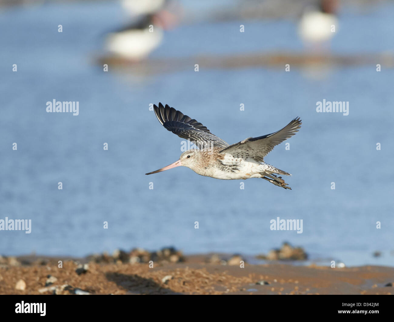 Bar-tailed Godwit in flight Stock Photo - Alamy