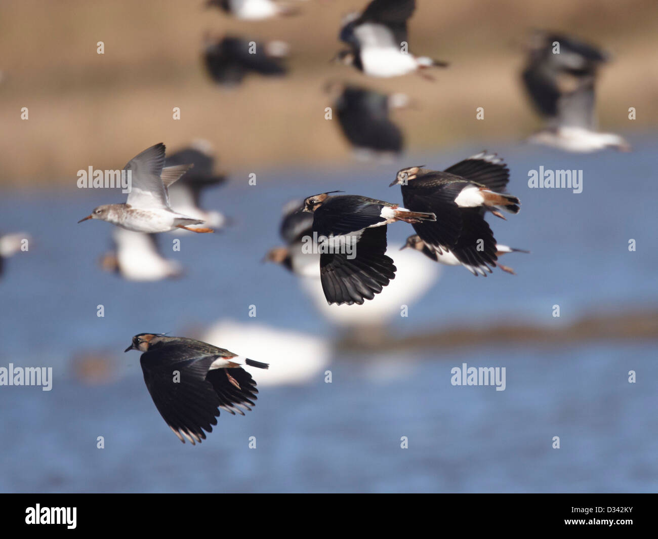 Lapwing in flight Stock Photo - Alamy