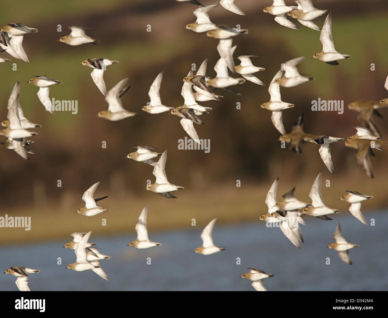 Golden Plover in flight Stock Photo - Alamy
