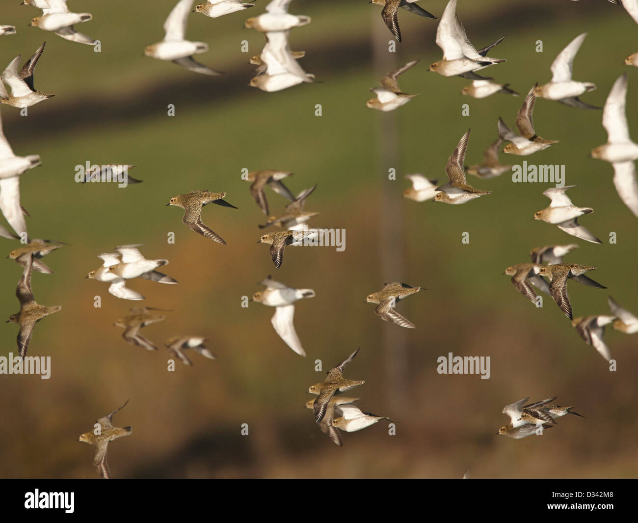 Plover In Flight High Resolution Stock Photography and Images - Alamy