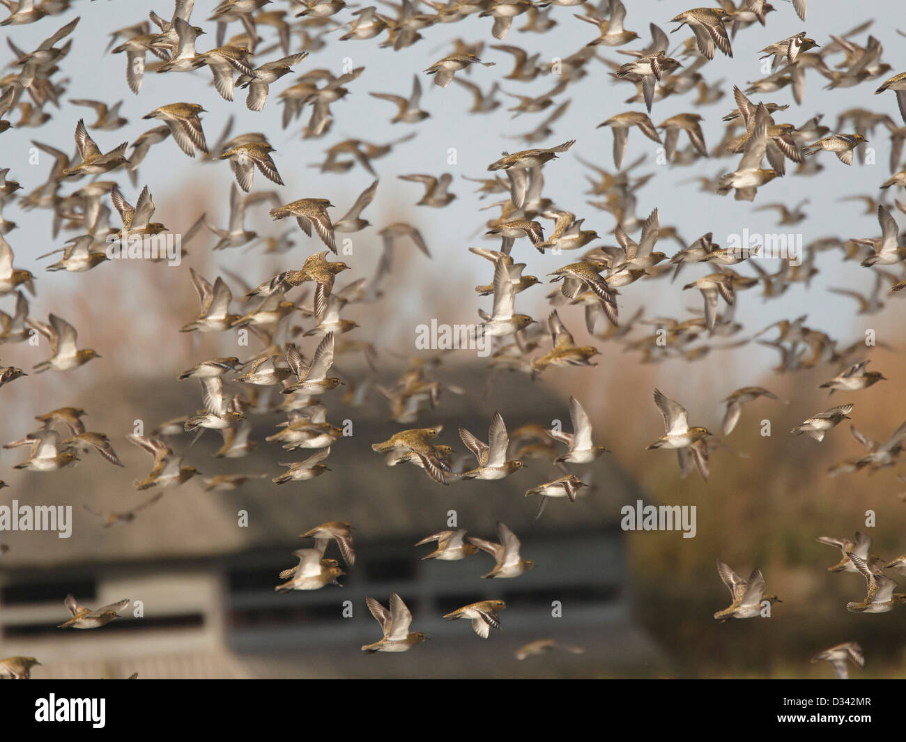 Golden Plover in flight Stock Photo - Alamy