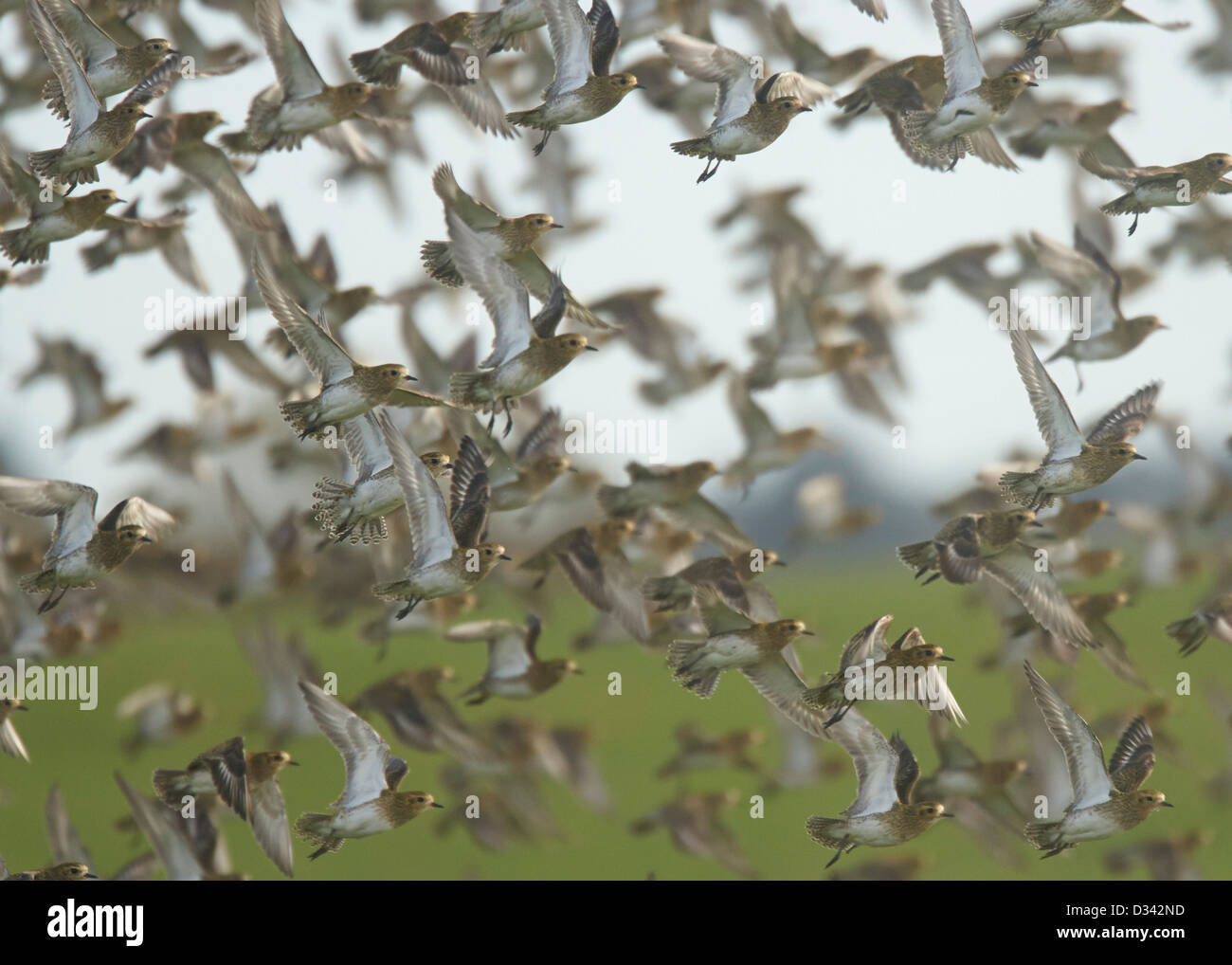 Golden Plover in flight Stock Photo - Alamy