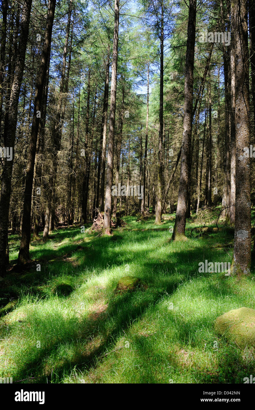Track through pine forest in North Wales Stock Photo - Alamy