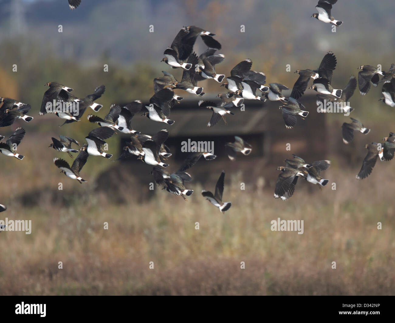 Lapwing in flight Stock Photo - Alamy