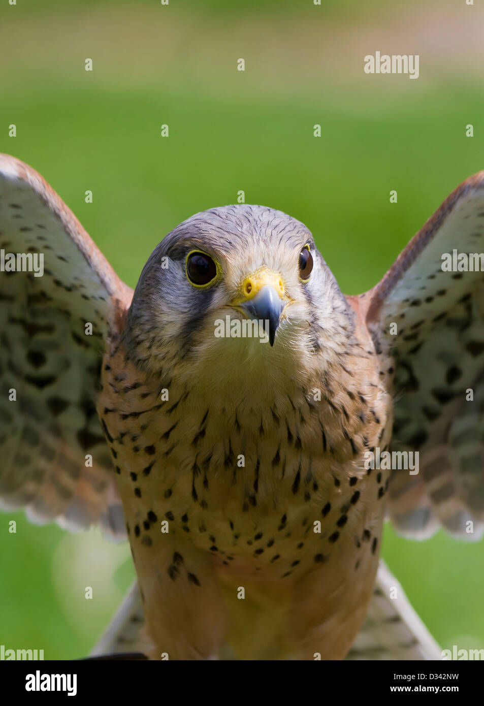 Kestrel Feathers High Resolution Stock Photography and Images - Alamy
