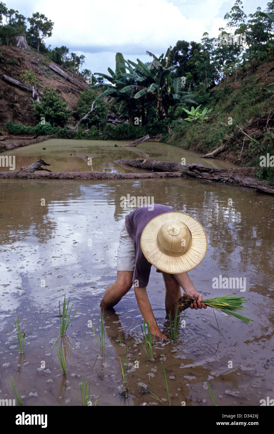People of the Murat hill tribe in Malaysia working in the Paddy fields ...