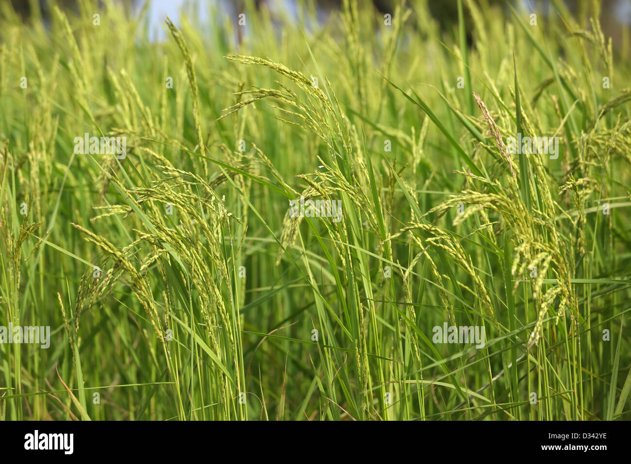 Cambodia agriculture hi-res stock photography and images - Alamy