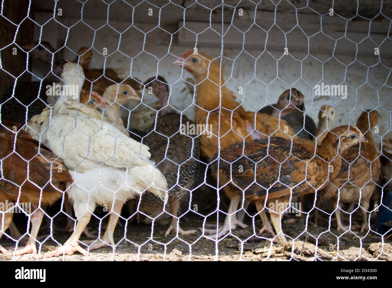 Battery farm chickens hi-res stock photography and images - Alamy
