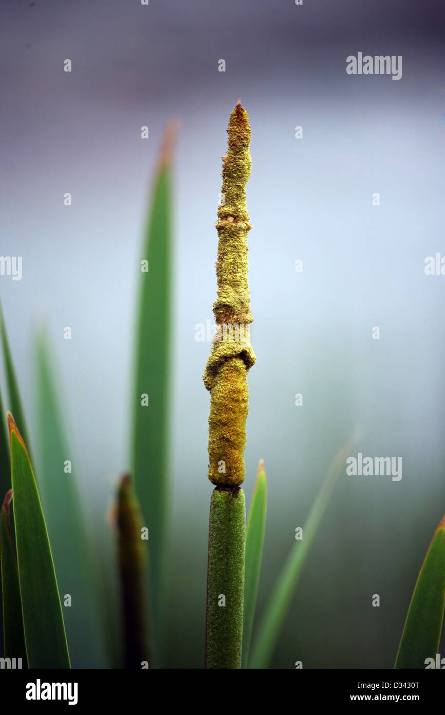 Flowering of a cane on a dim background Stock Photo - Alamy