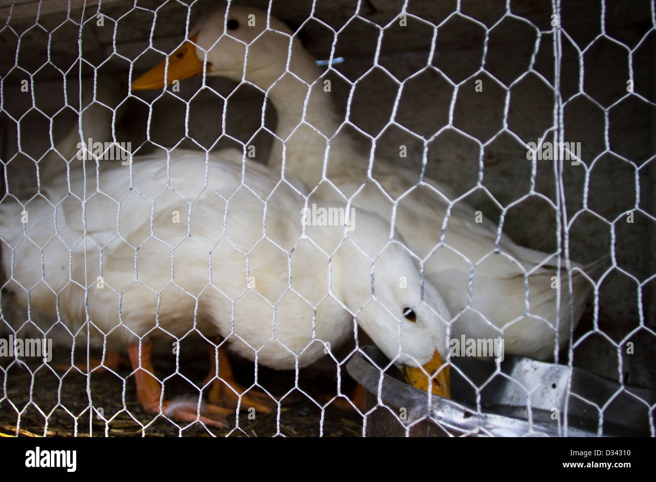 Caged duck hi-res stock photography and images - Alamy