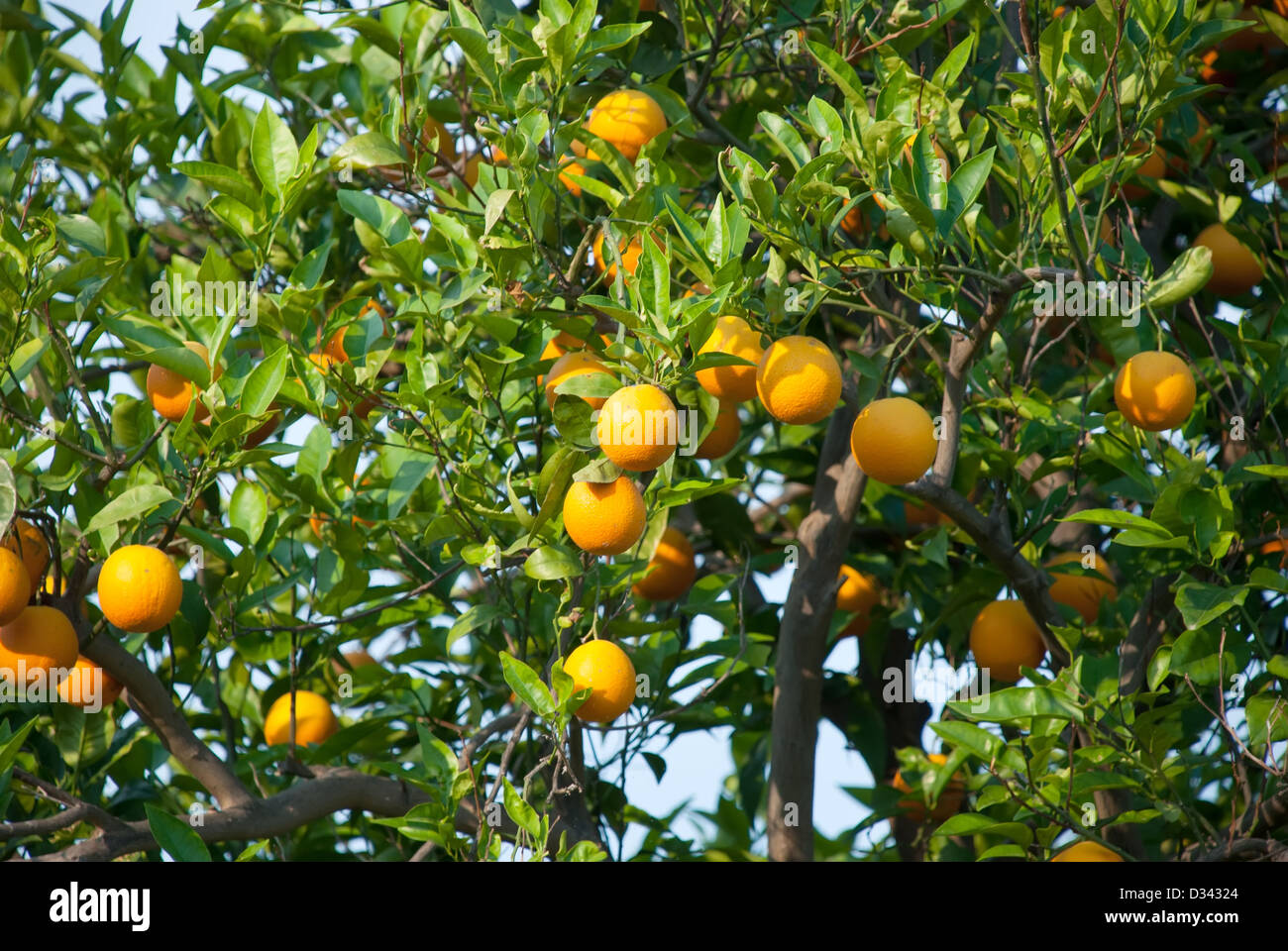 Orange fruit tree with ripe oranges Stock Photo - Alamy