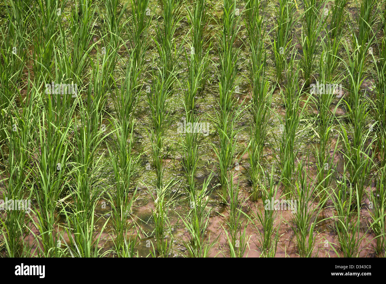 Semiaquatic plant hi-res stock photography and images - Alamy