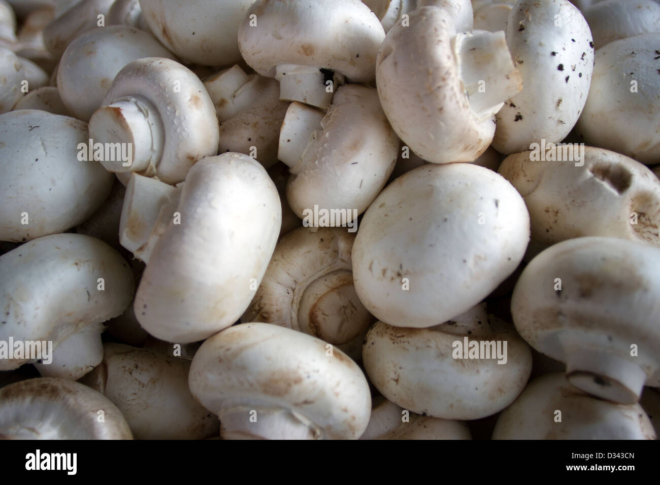 Fresh button mushrooms Stock Photo - Alamy