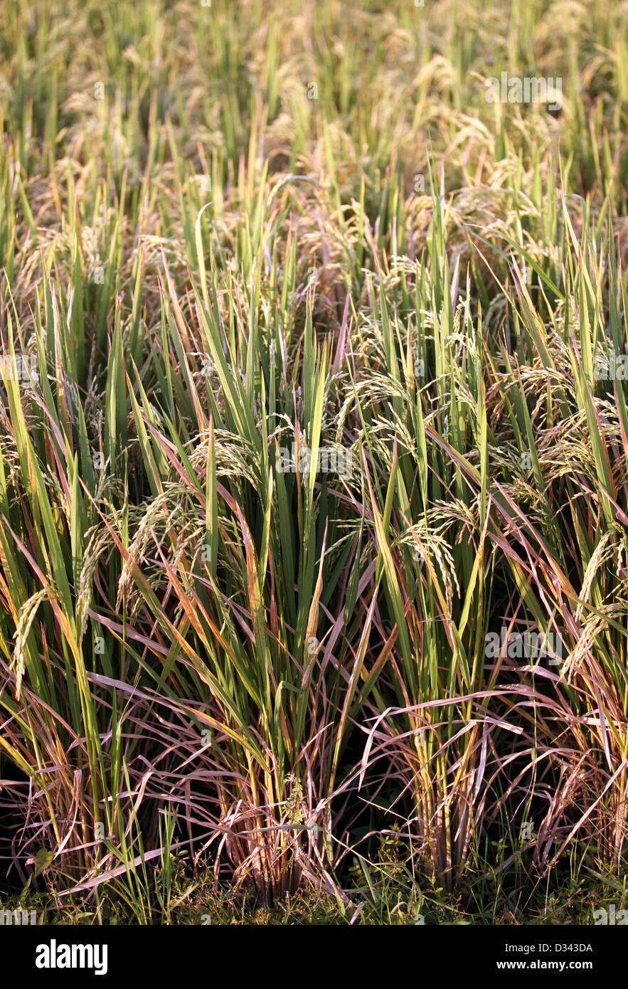Rice field in Bali. Indonesia Stock Photo - Alamy