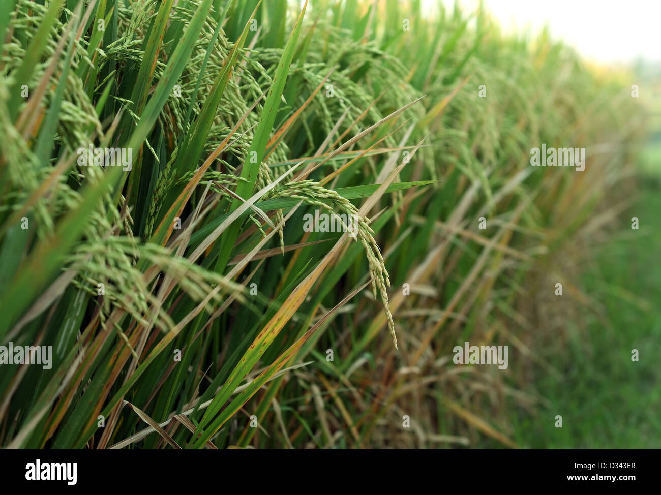 A rice field texture. Bali. Indonesia Stock Photo - Alamy