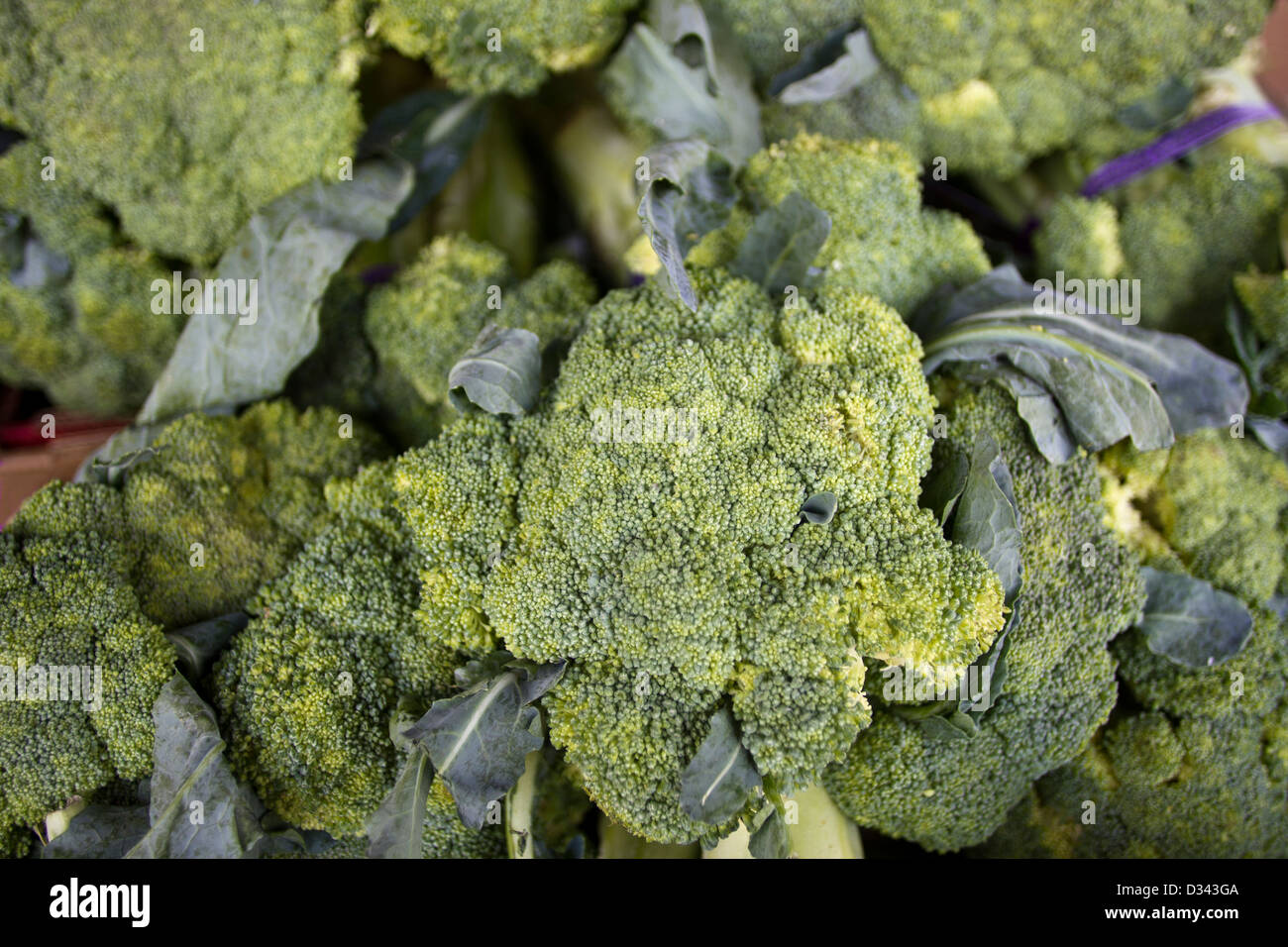 Broccoli at the market Stock Photo - Alamy