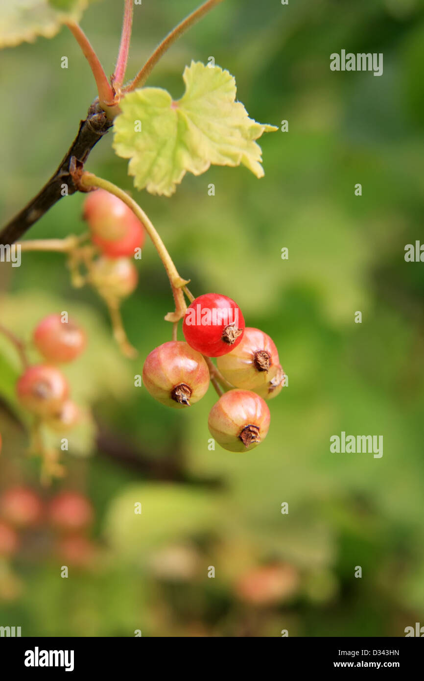 Fresh unripe red currant berries on the branch Stock Photo - Alamy