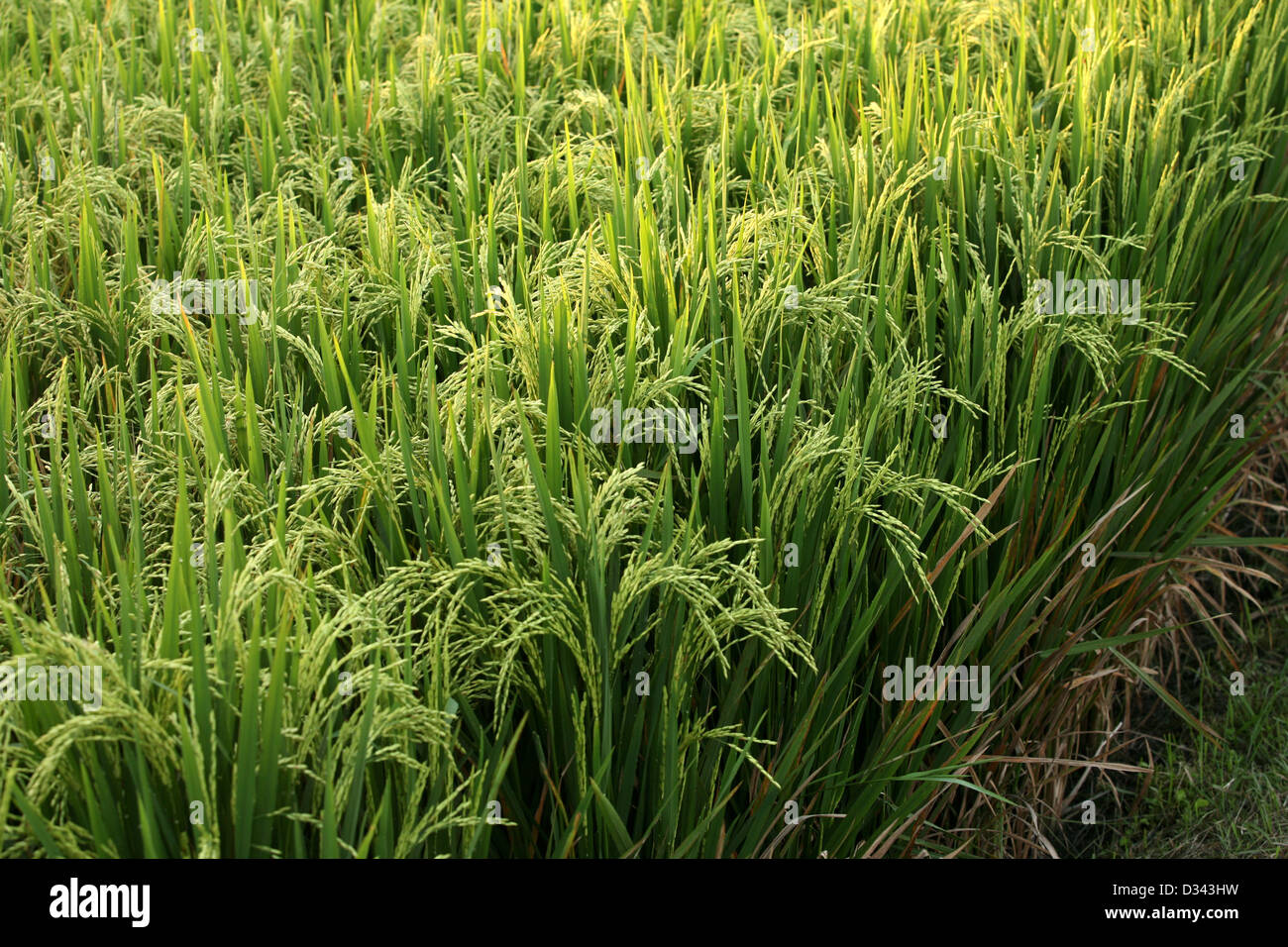 A rice field texture. Bali. Indonesia Stock Photo - Alamy
