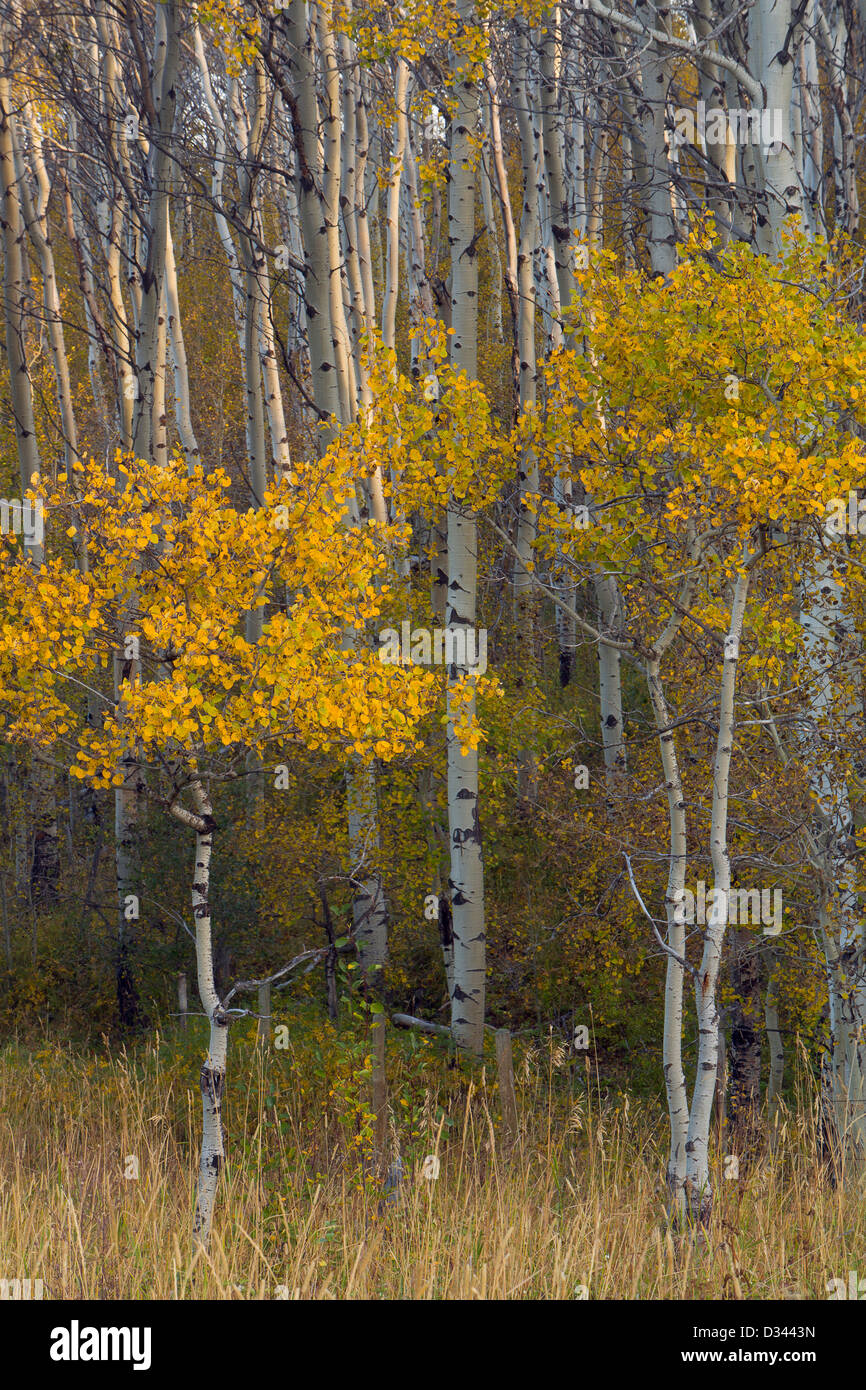 Fall aspen color in Glacier National Park, Montana. USA Stock Photo - Alamy