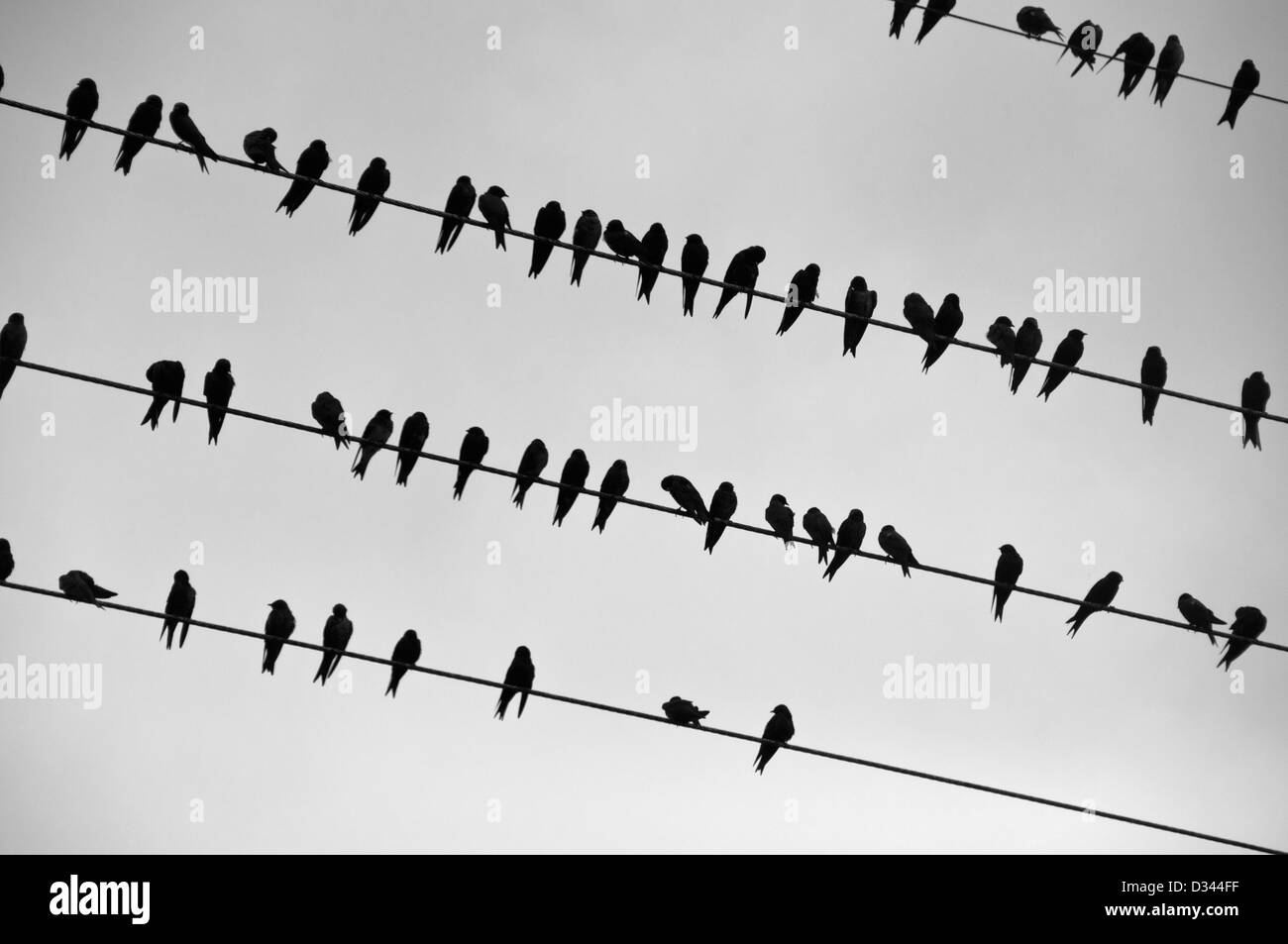 Amazon birds jungle Black and White Stock Photos & Images - Alamy