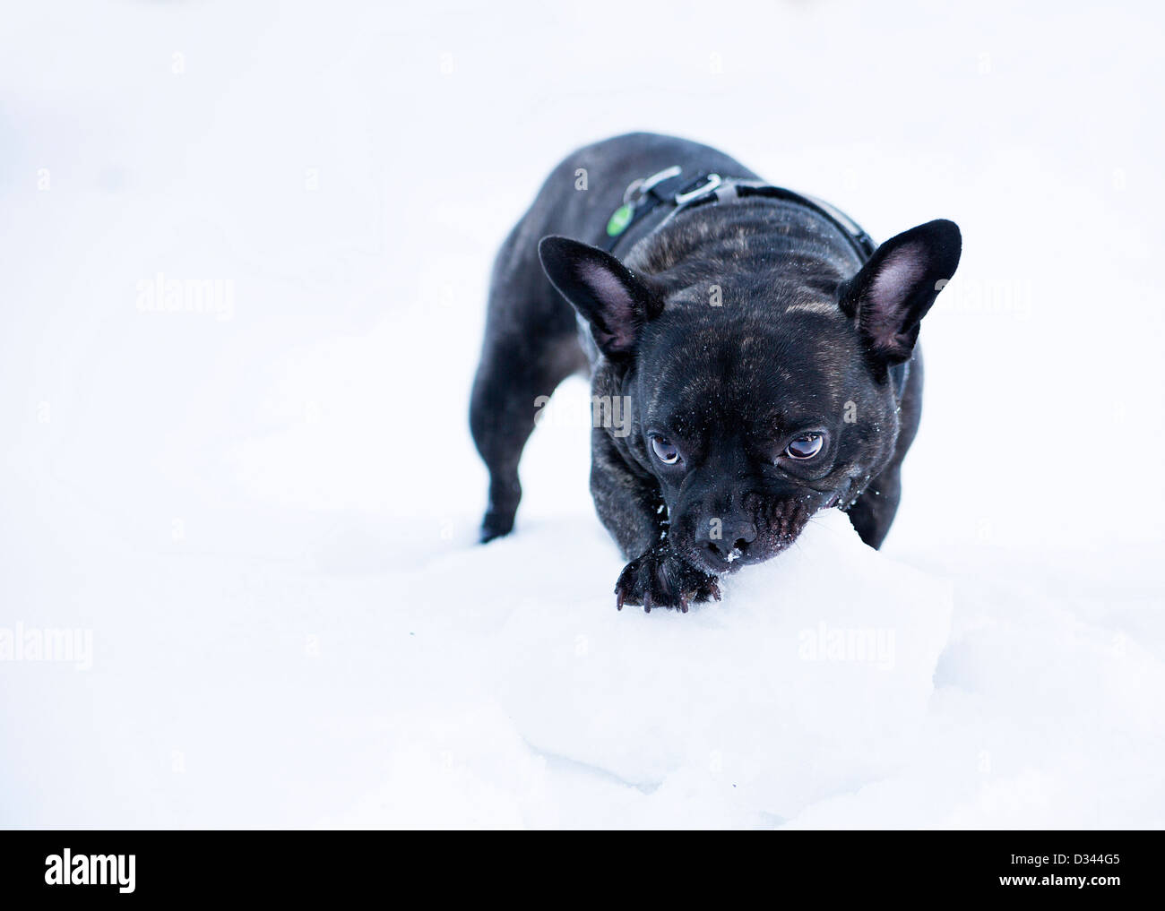 Serious animal bite hi-res stock photography and images - Alamy