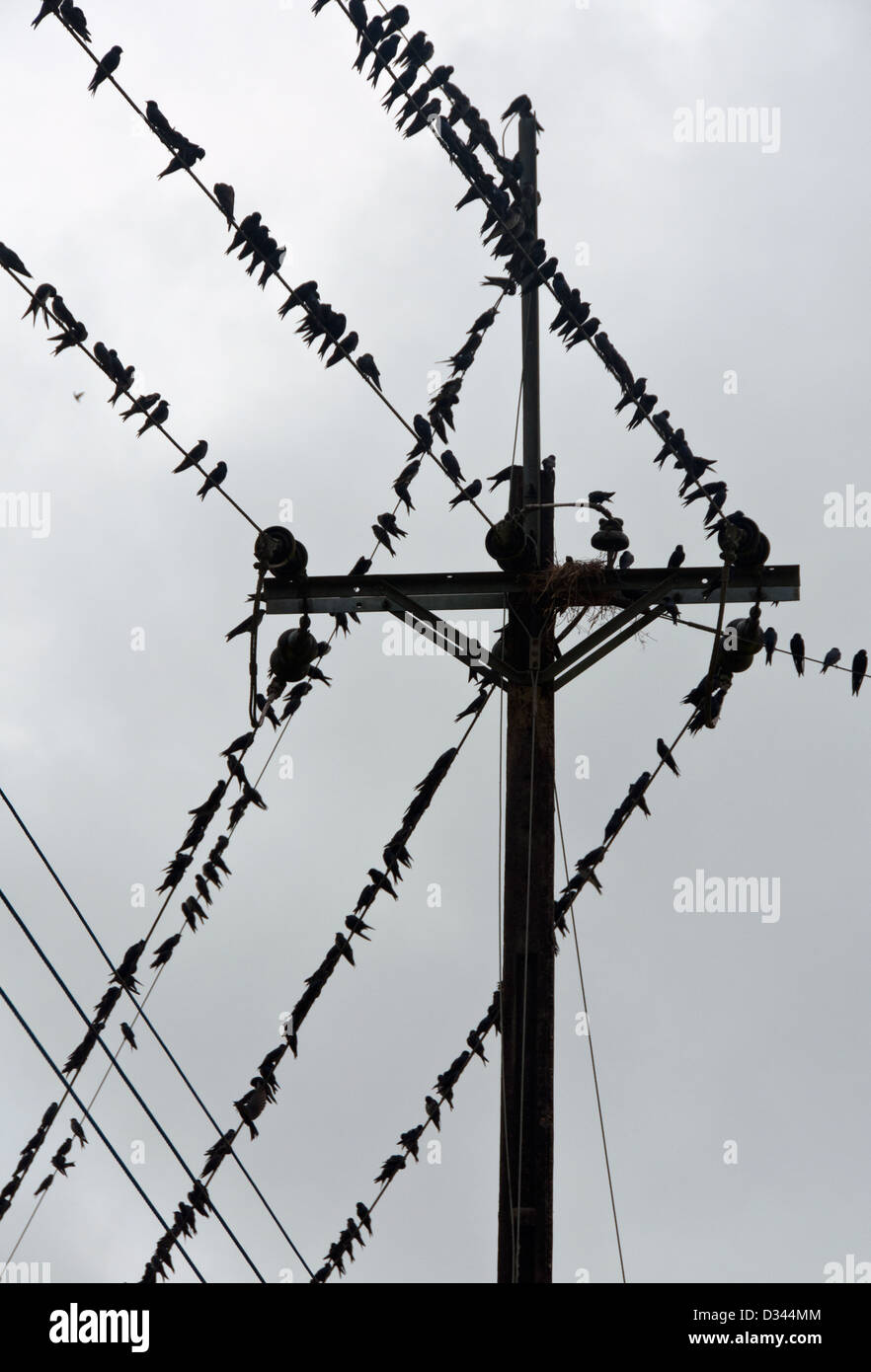 Birds at pylon hi-res stock photography and images - Alamy