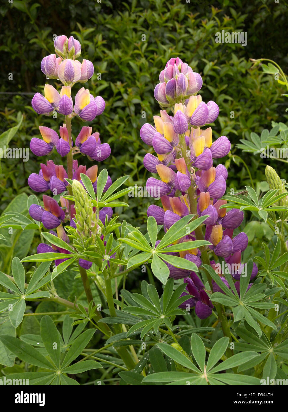 Lupin flowers in cottage garden hi-res stock photography and images - Alamy