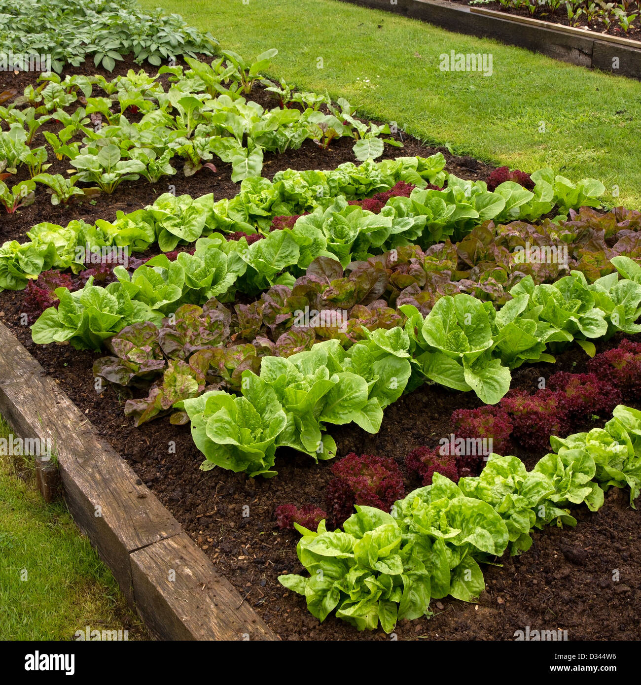 Vegetable Garden Rows