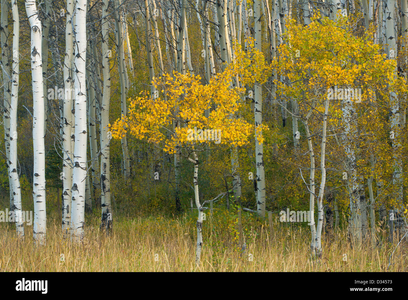 Fall aspen forest color in Glacier National Park, Montana. USA Stock ...