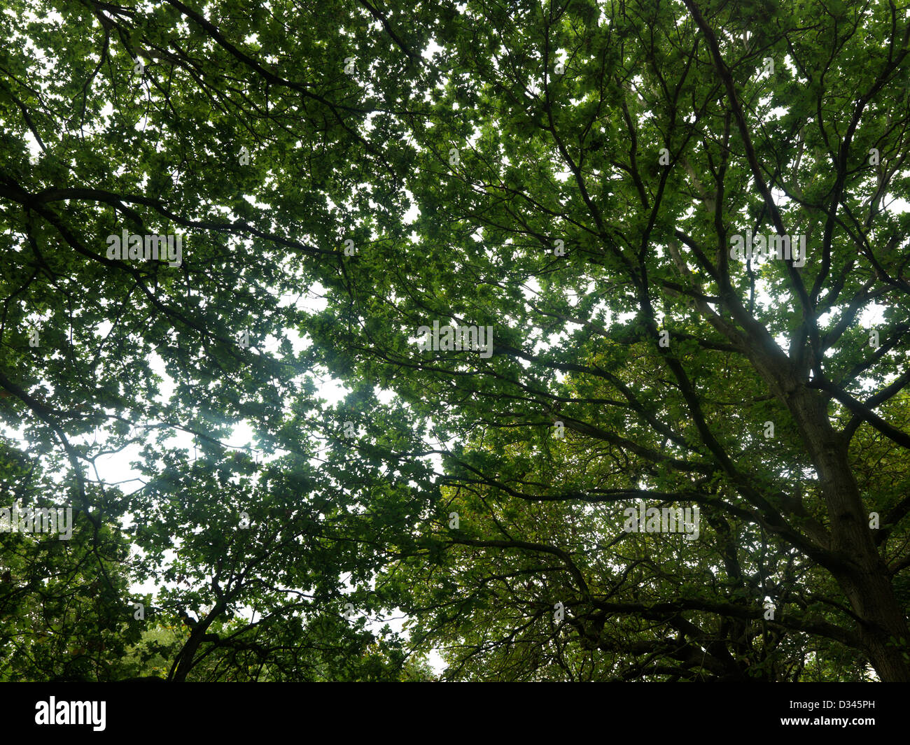 Surrey oak hi-res stock photography and images - Alamy