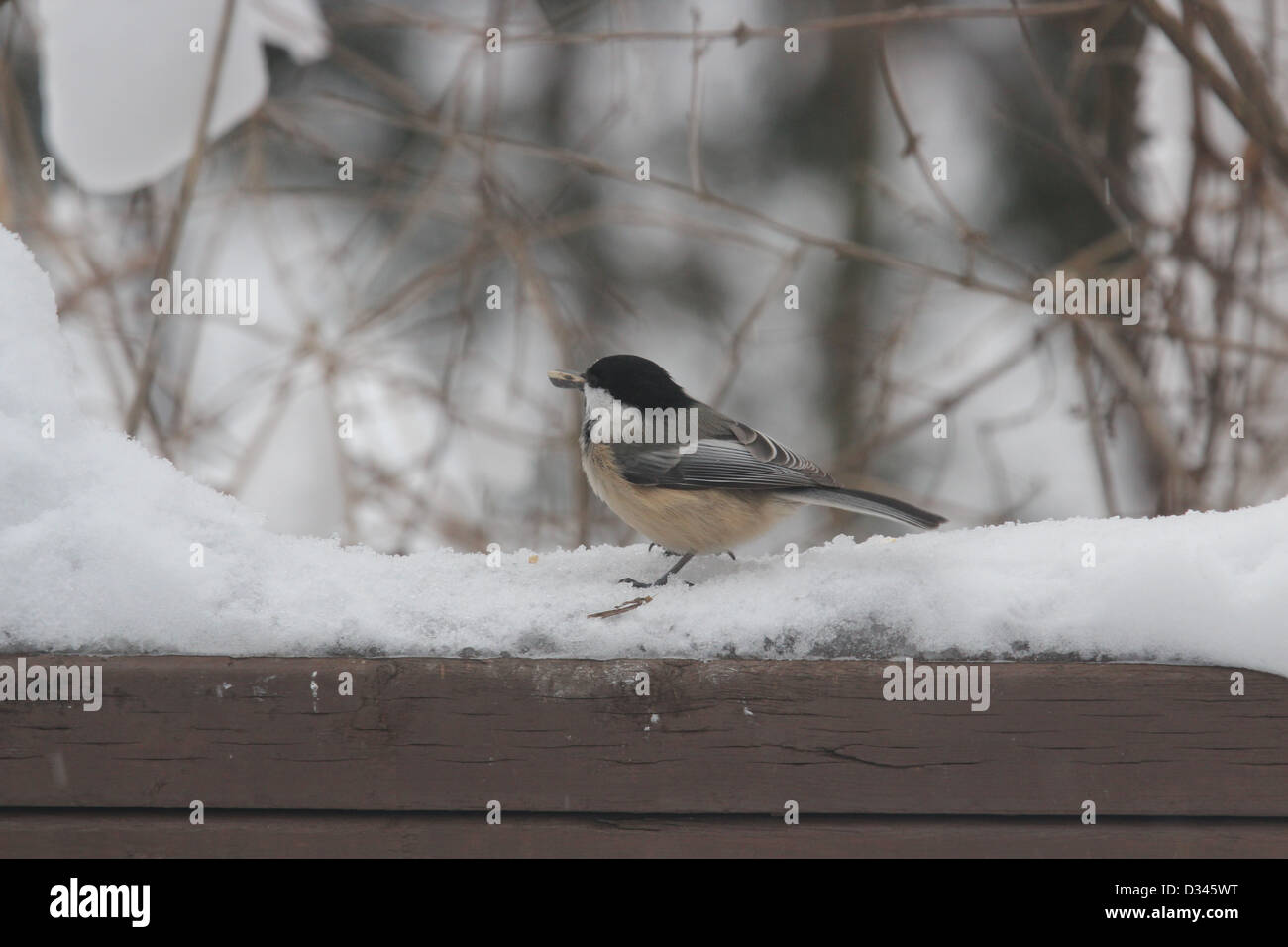 Chickadee winter hi-res stock photography and images - Alamy