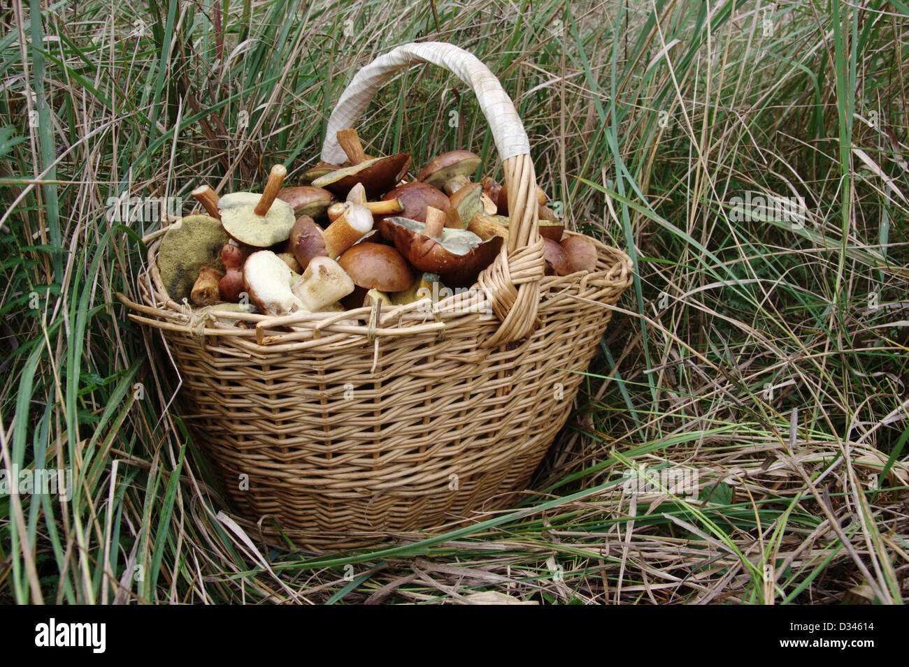 Basket fungi hi-res stock photography and images - Alamy