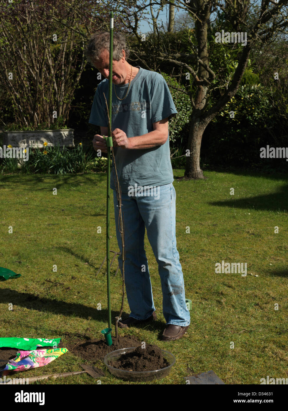 Man Planting A Fruit Tree In Garden Surrey England Stock Photo - Alamy