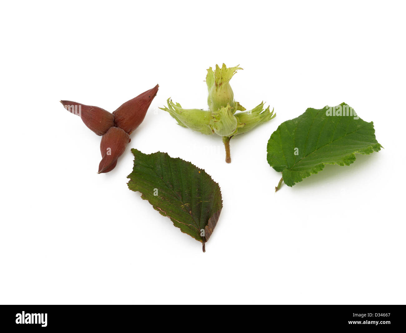 Cob nuts hi-res stock photography and images - Alamy