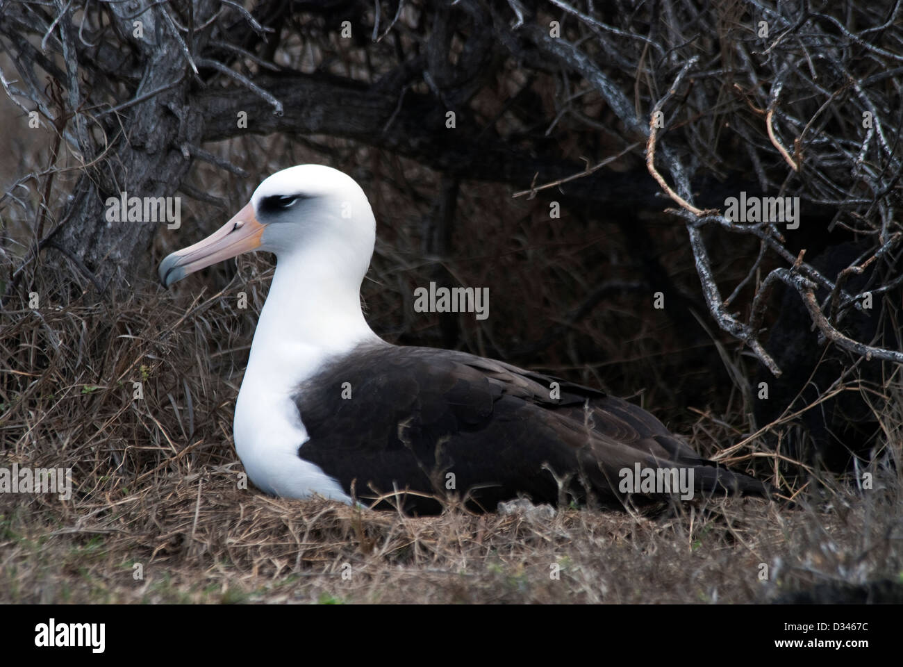 Laysan Albatross Phoebastria immutabilis Ka'ena Point Natural Reserve ...