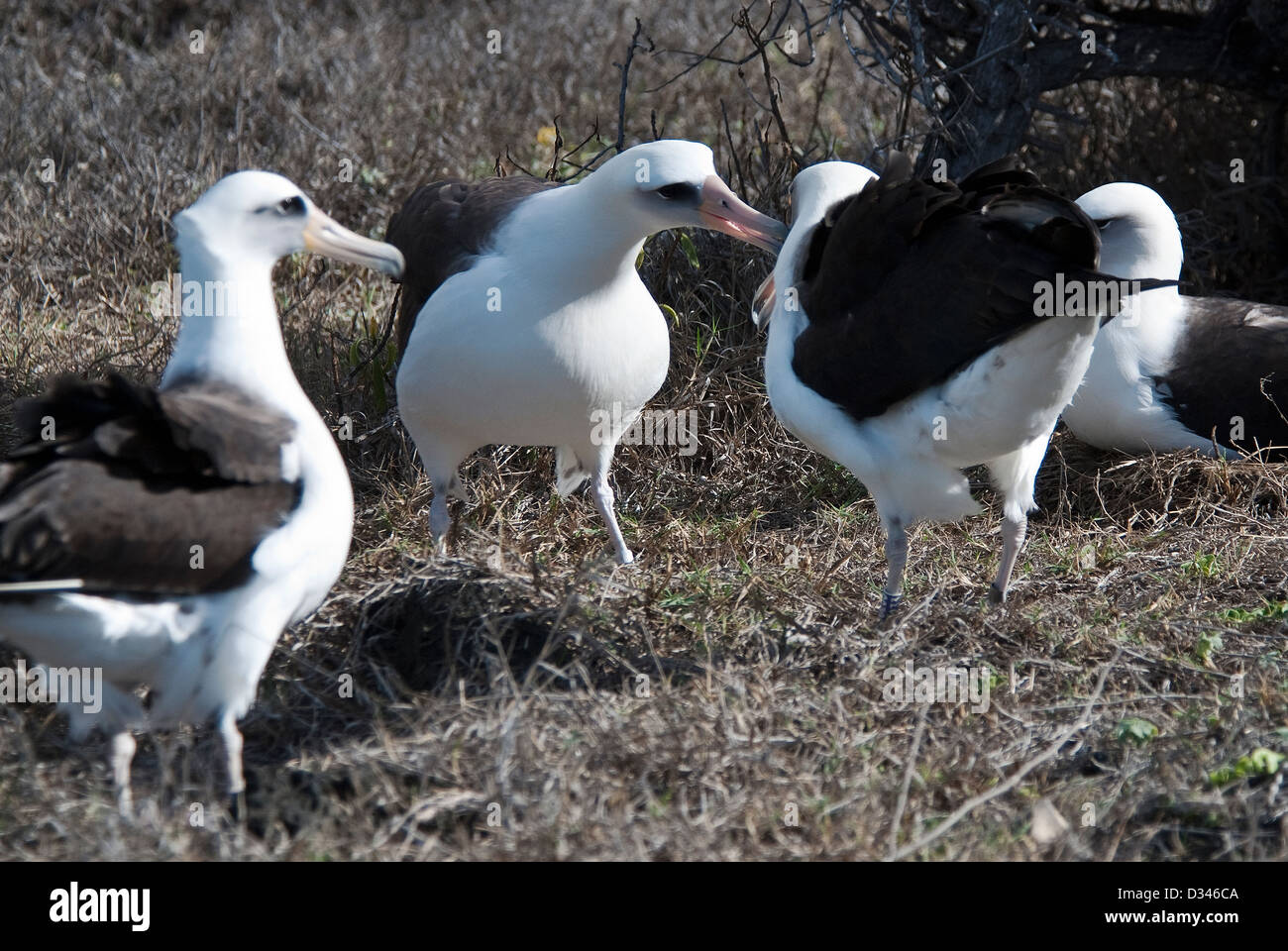 Laysan Albatross Phoebastria immutabilis Ka'ena Point Natural Reserve ...