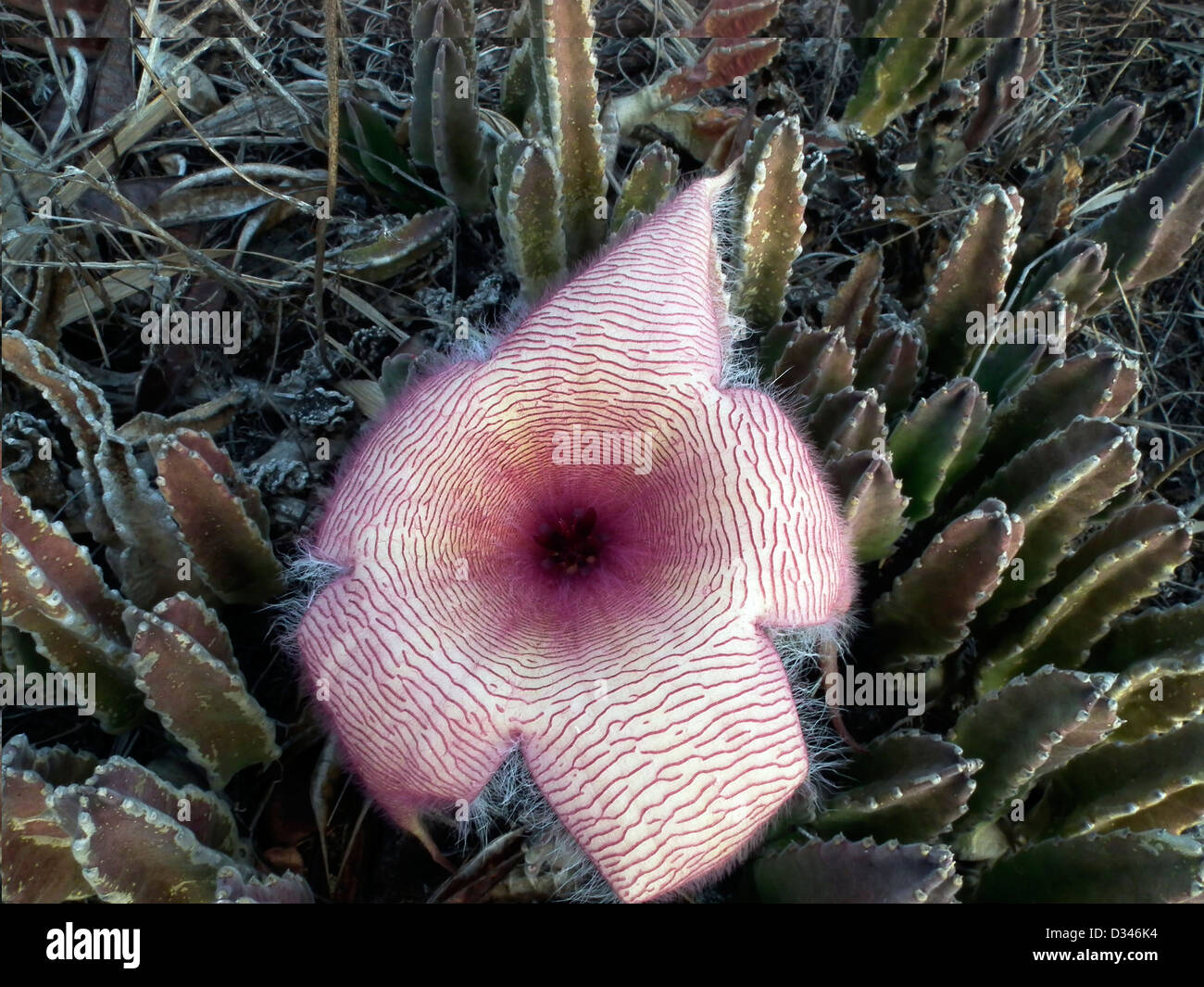 Starfish Flower Stapelia grandiflora Makapu'u Hawaii USA Stock Photo ...
