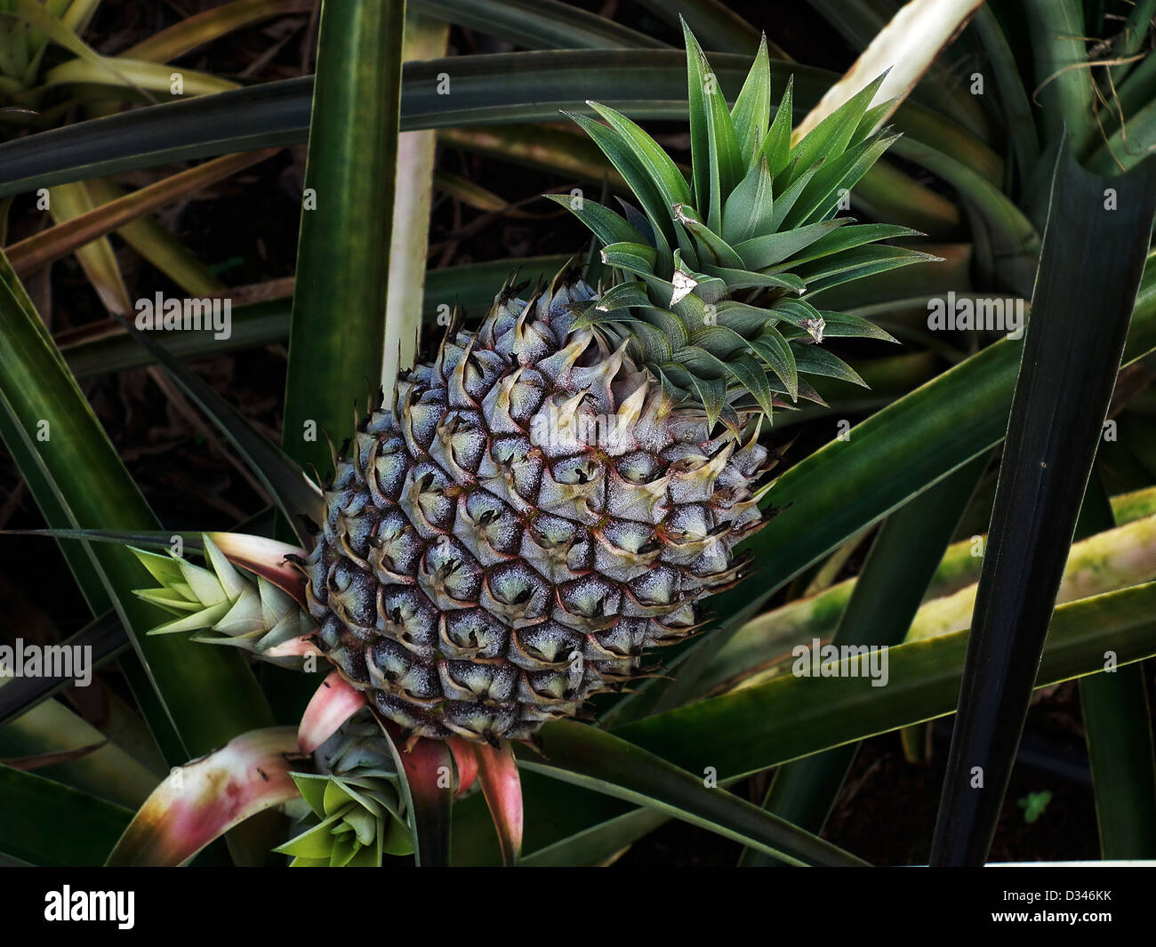 Pineapple growing hi-res stock photography and images - Alamy