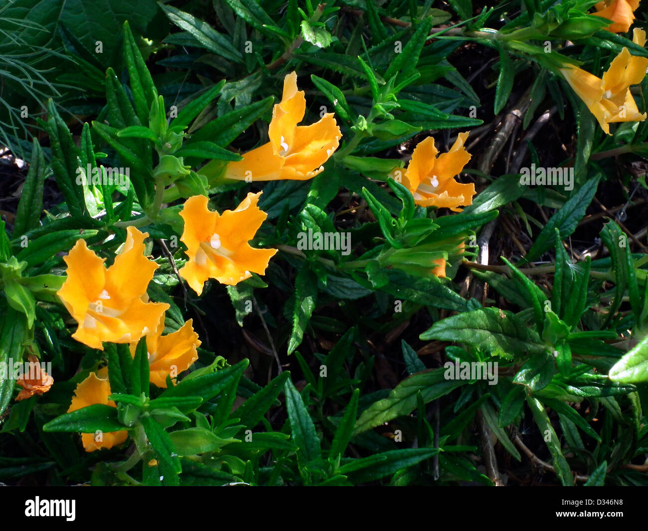 Sticky Monkey-flower Mimulus aurantiacus Los Angeles County California ...