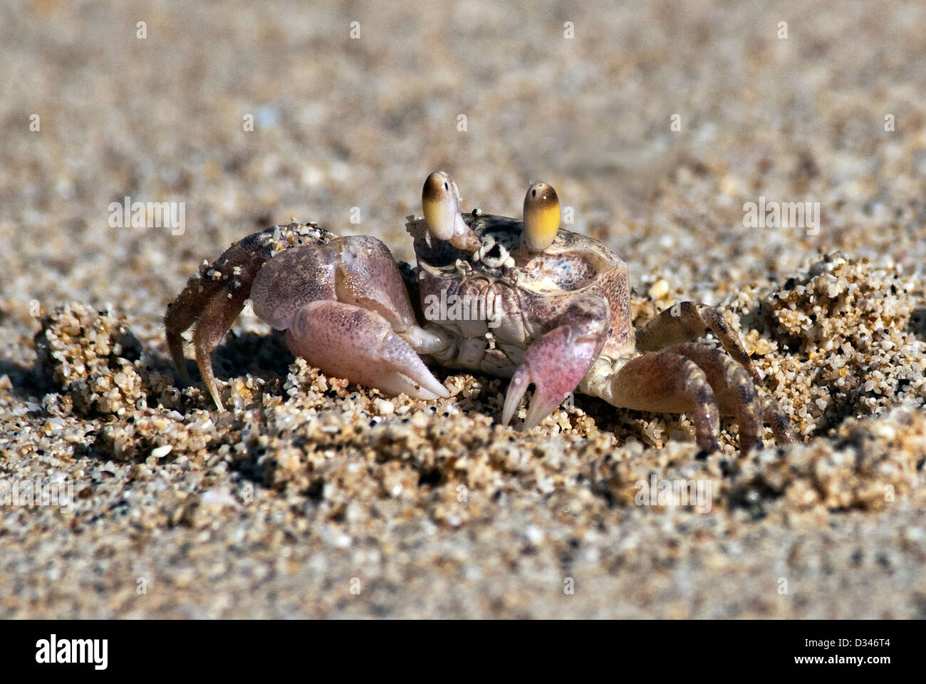 Pallid Crab High Resolution Stock Photography and Images - Alamy
