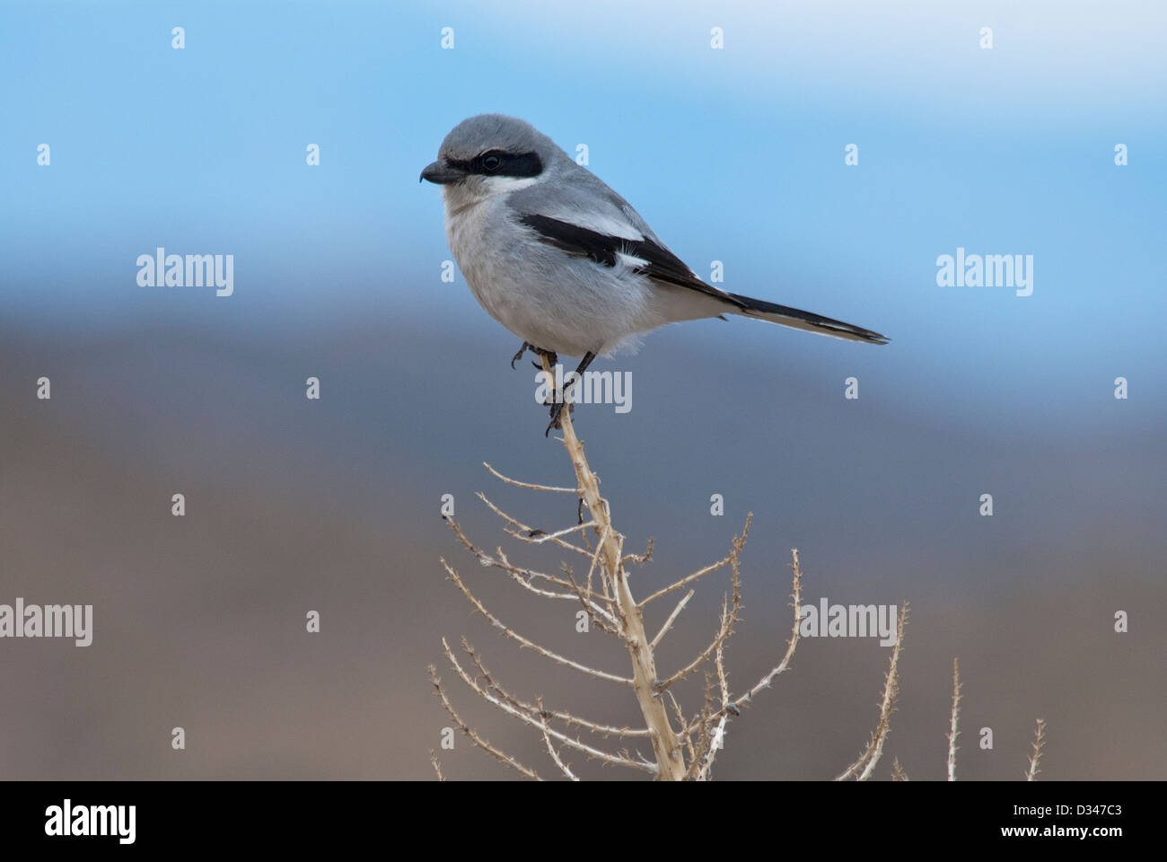Loggerhead Shrike Lanius ludovicianus Joshua Tree National Park ...