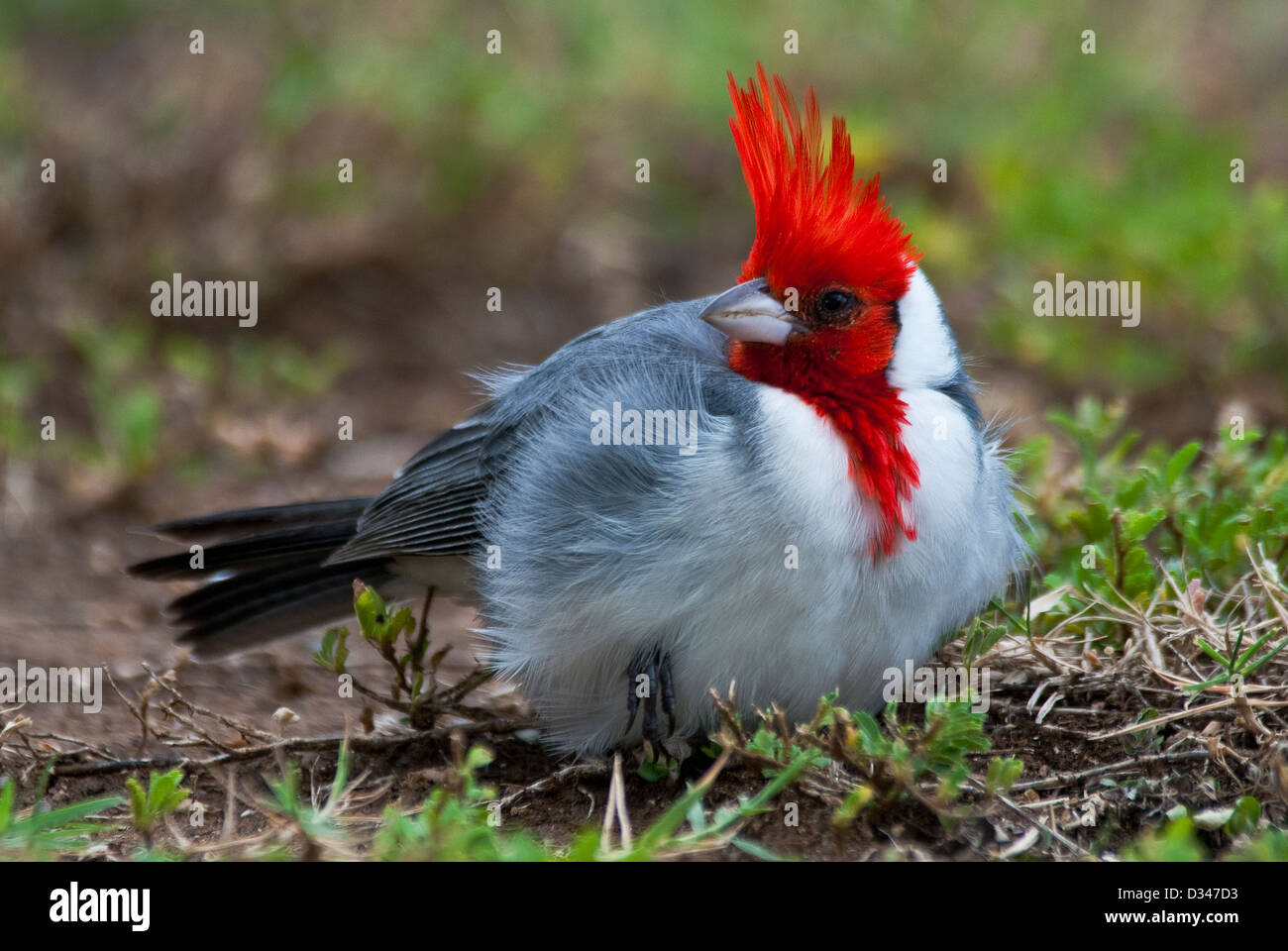 Red-Crested Cardinal Paroaria coronata Oahu Hawaii USA Stock Photo - Alamy